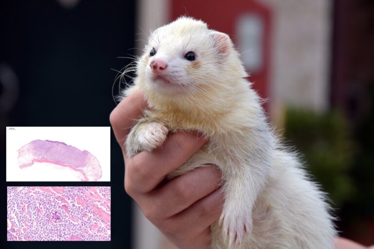 Trichofolliculoma In A Guinea Pig NationWide Laboratories trichofolliculoma-in-a-guinea-pig-nationwide-laboratories