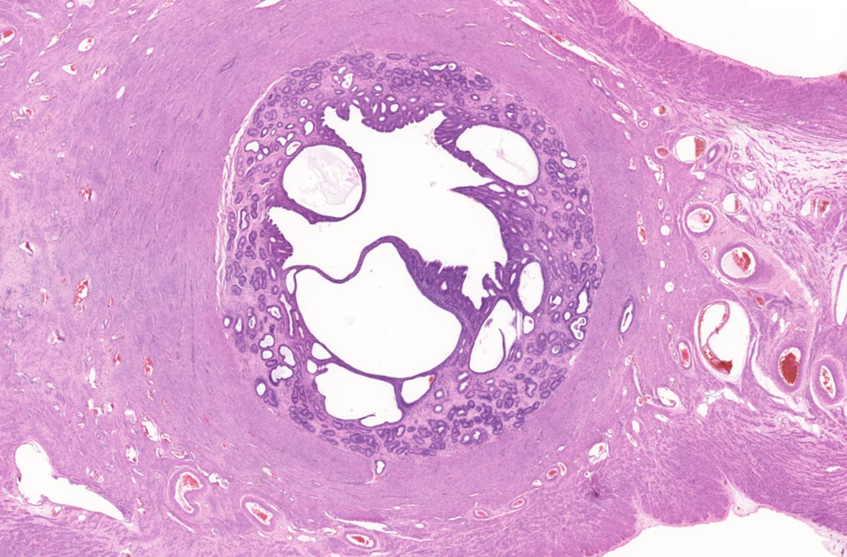 NationWide Laboratories case study: uterine adenomyosis in a dog ...